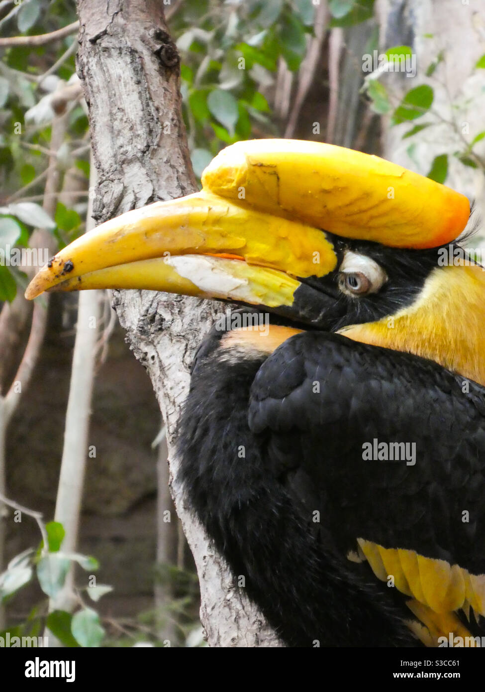 A great hornbill bird side profile as it’s sits on a tree branch Stock ...