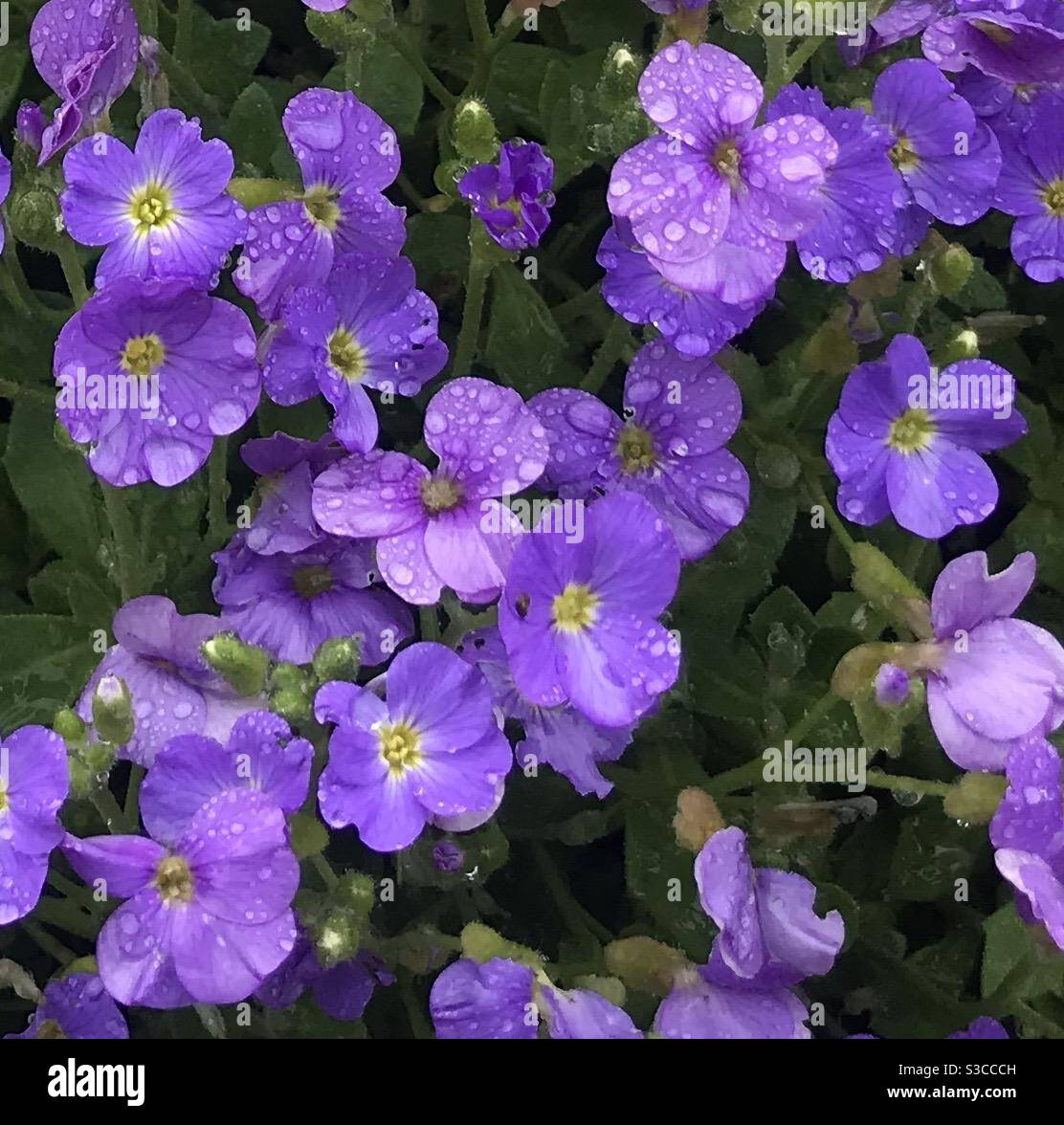 Violets petals hi-res stock photography and images - Alamy