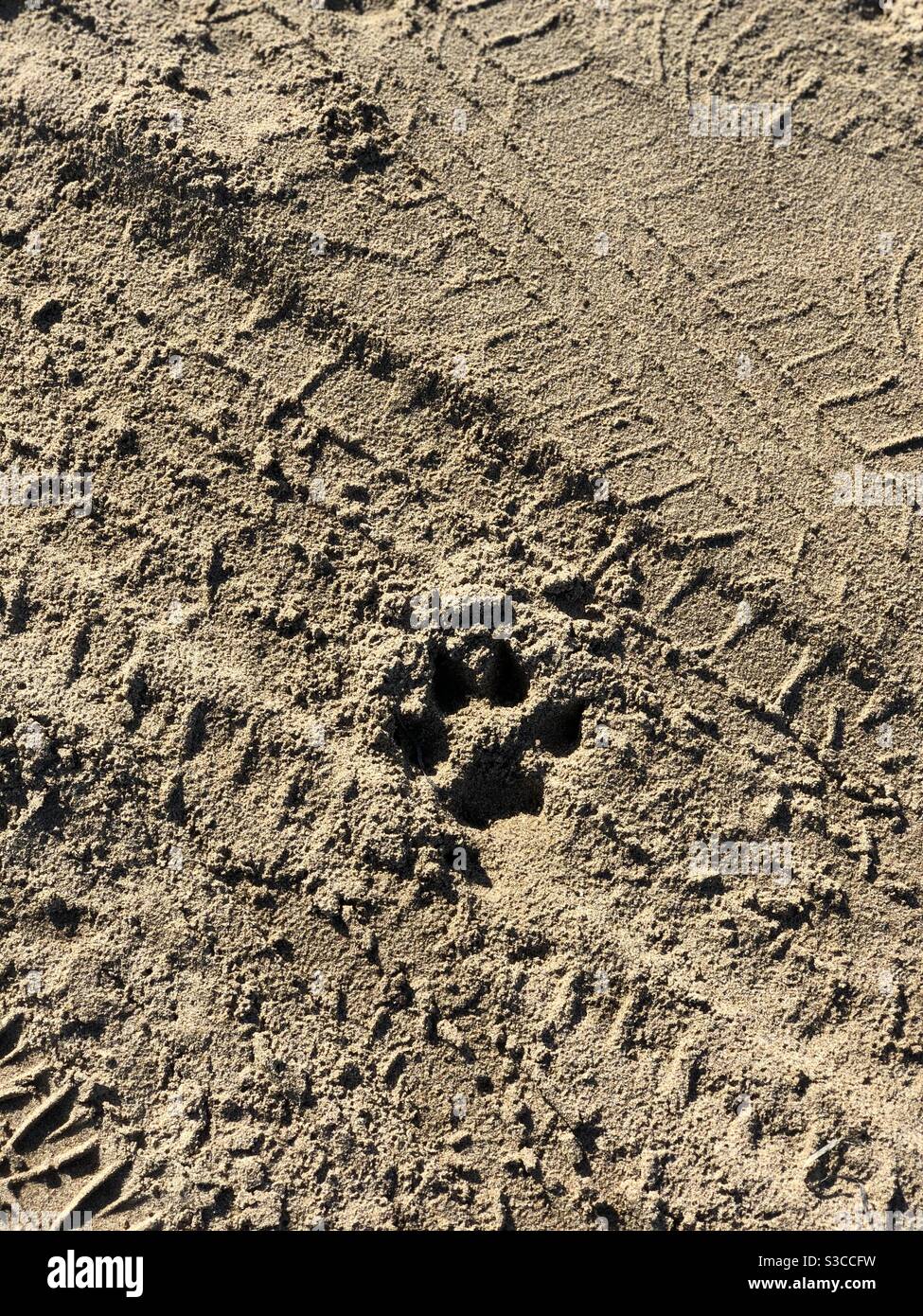 Paw print in sand hi-res stock photography and images - Alamy