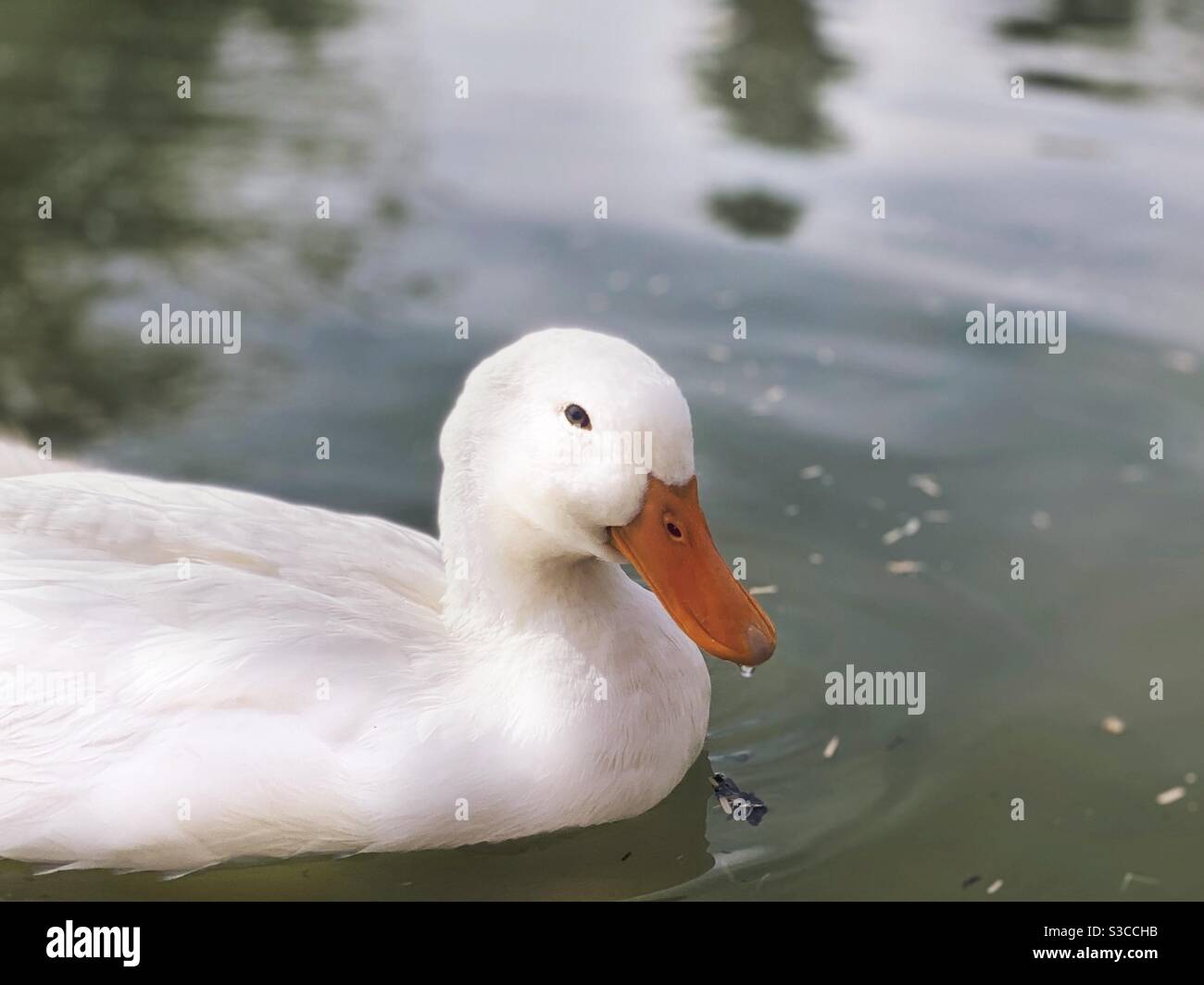Orange bull duck hi-res stock photography and images - Alamy