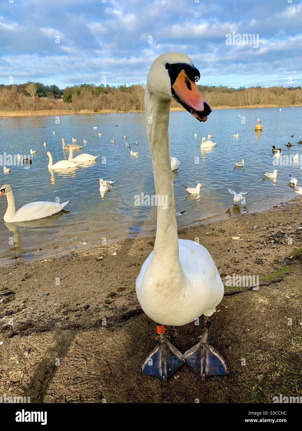 Swans beaks hi-res stock photography and images - Alamy