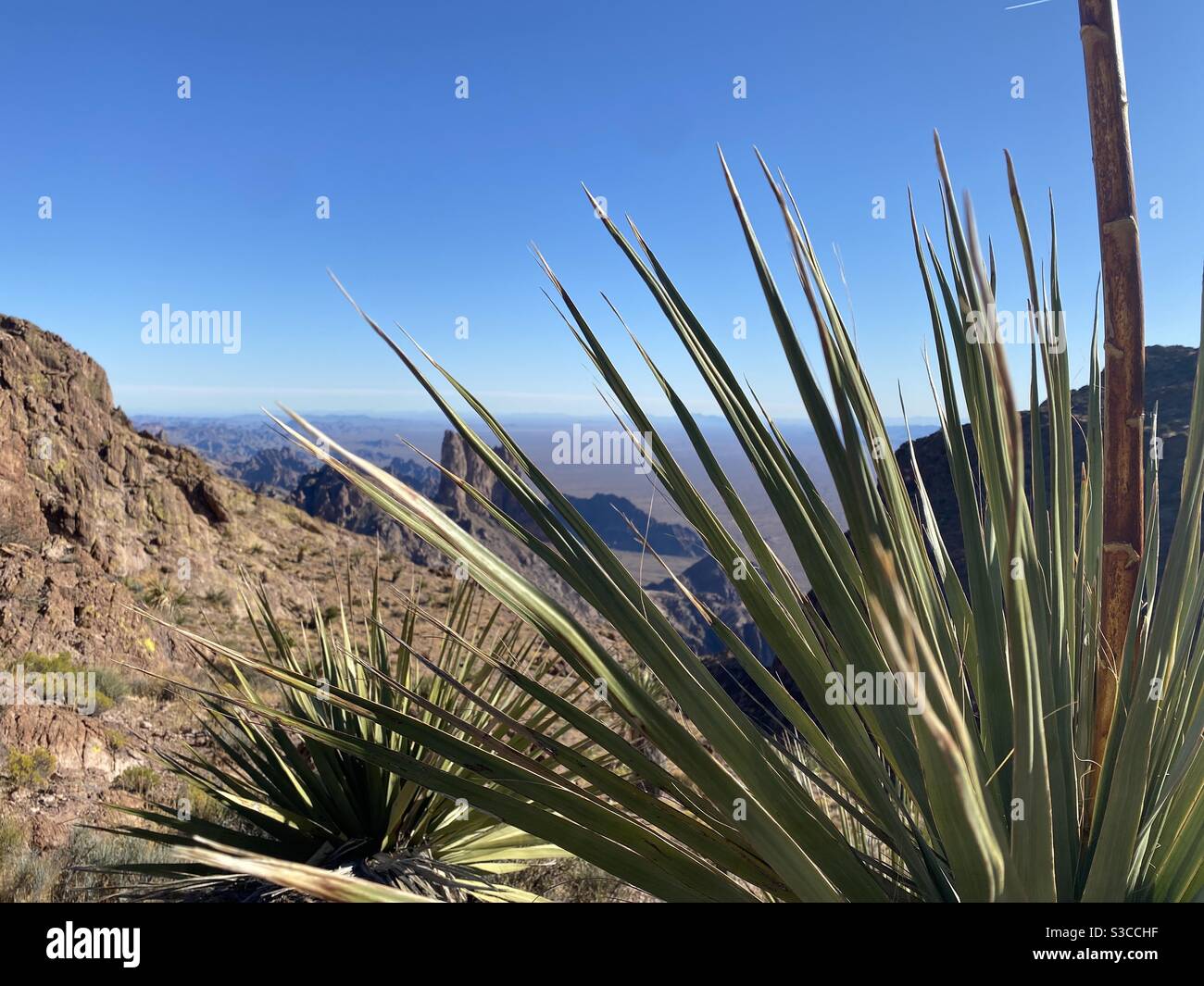 Desert plants and mountains hi-res stock photography and images - Alamy