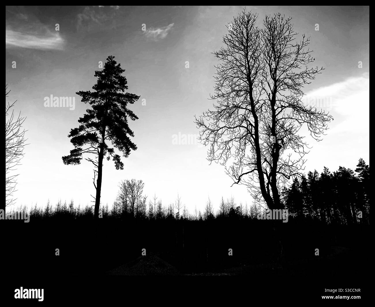Siloutte of trees hi-res stock photography and images - Alamy
