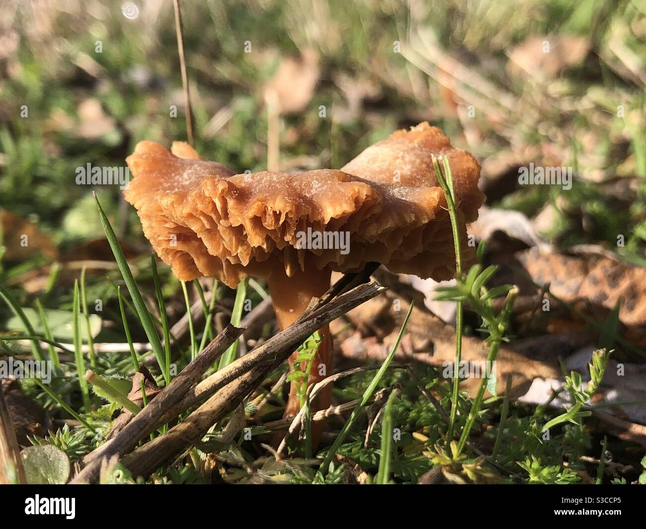 Frilly cap hi-res stock photography and images - Alamy