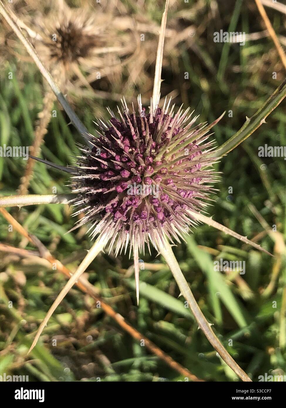 Purple spiky plant hi-res stock photography and images - Alamy