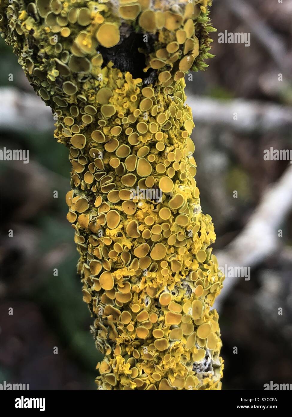 Yellow lichen all over a tree branch in the park Stock Photo - Alamy
