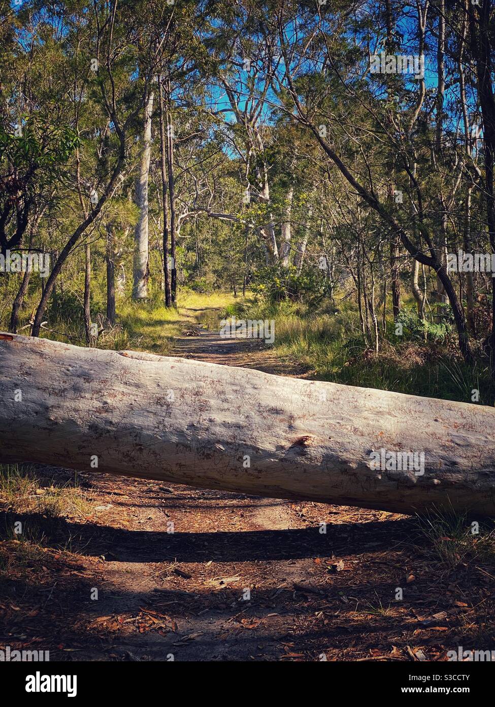 Australian bushland hi-res stock photography and images - Alamy