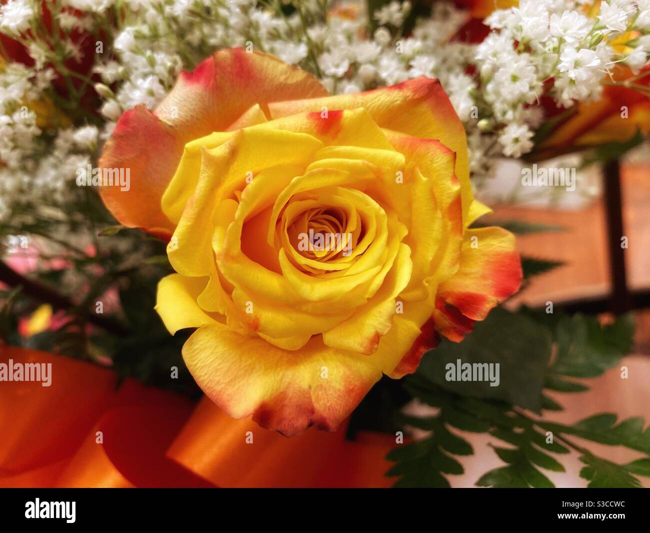 Rose tips hi-res stock photography and images - Alamy