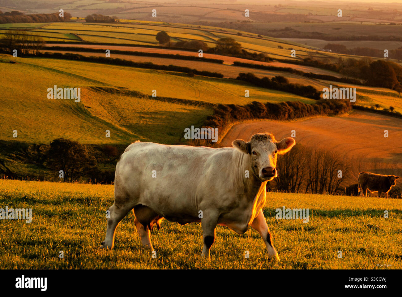 Golden cow hi-res stock photography and images - Alamy