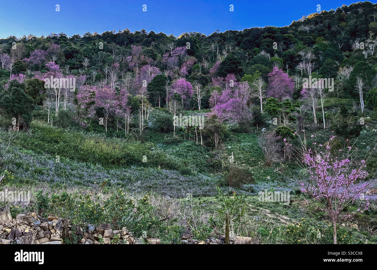 Cherry blossom forest hi-res stock photography and images - Alamy