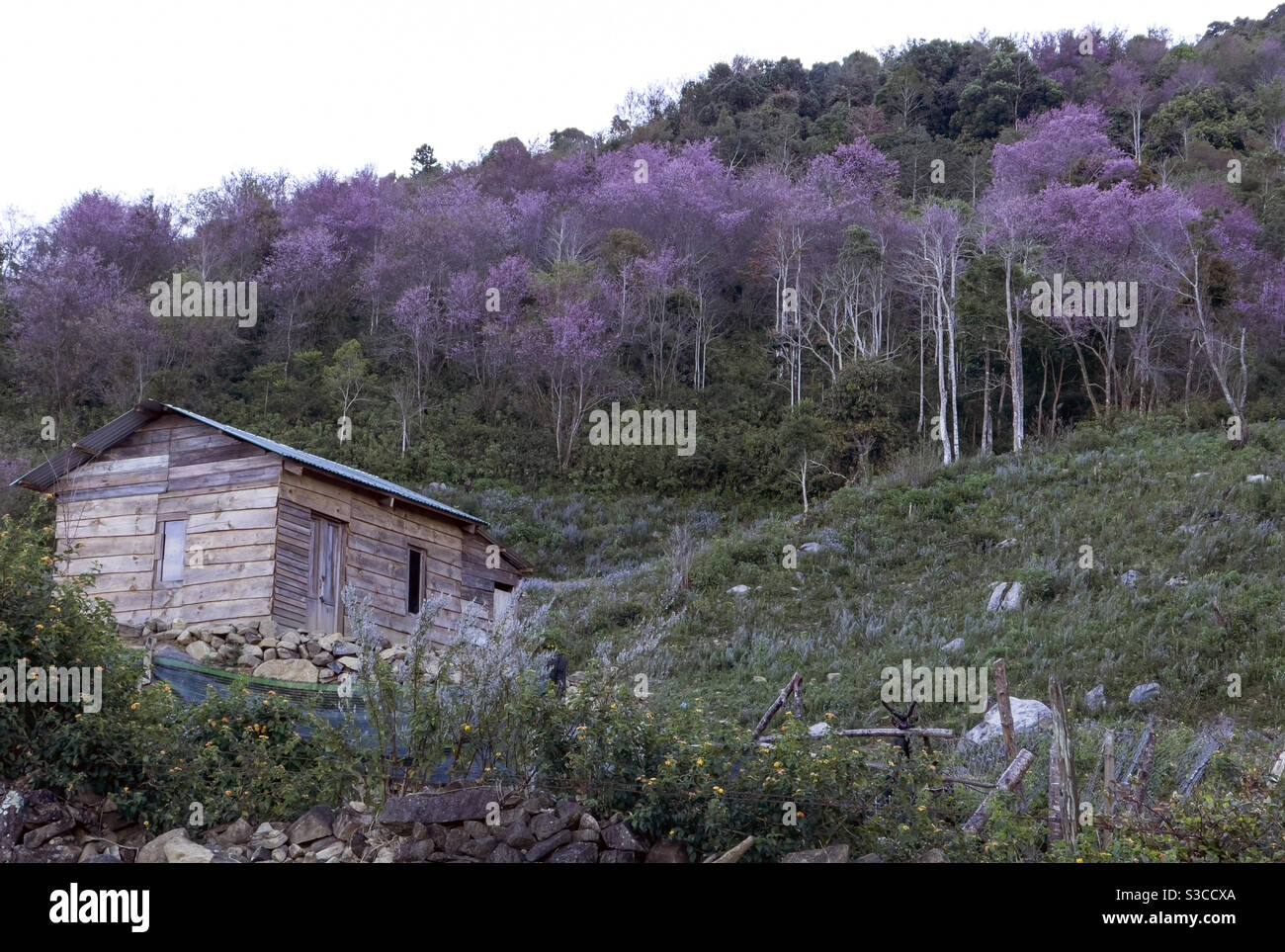 house in cherry blossom forest Stock Photo - Alamy