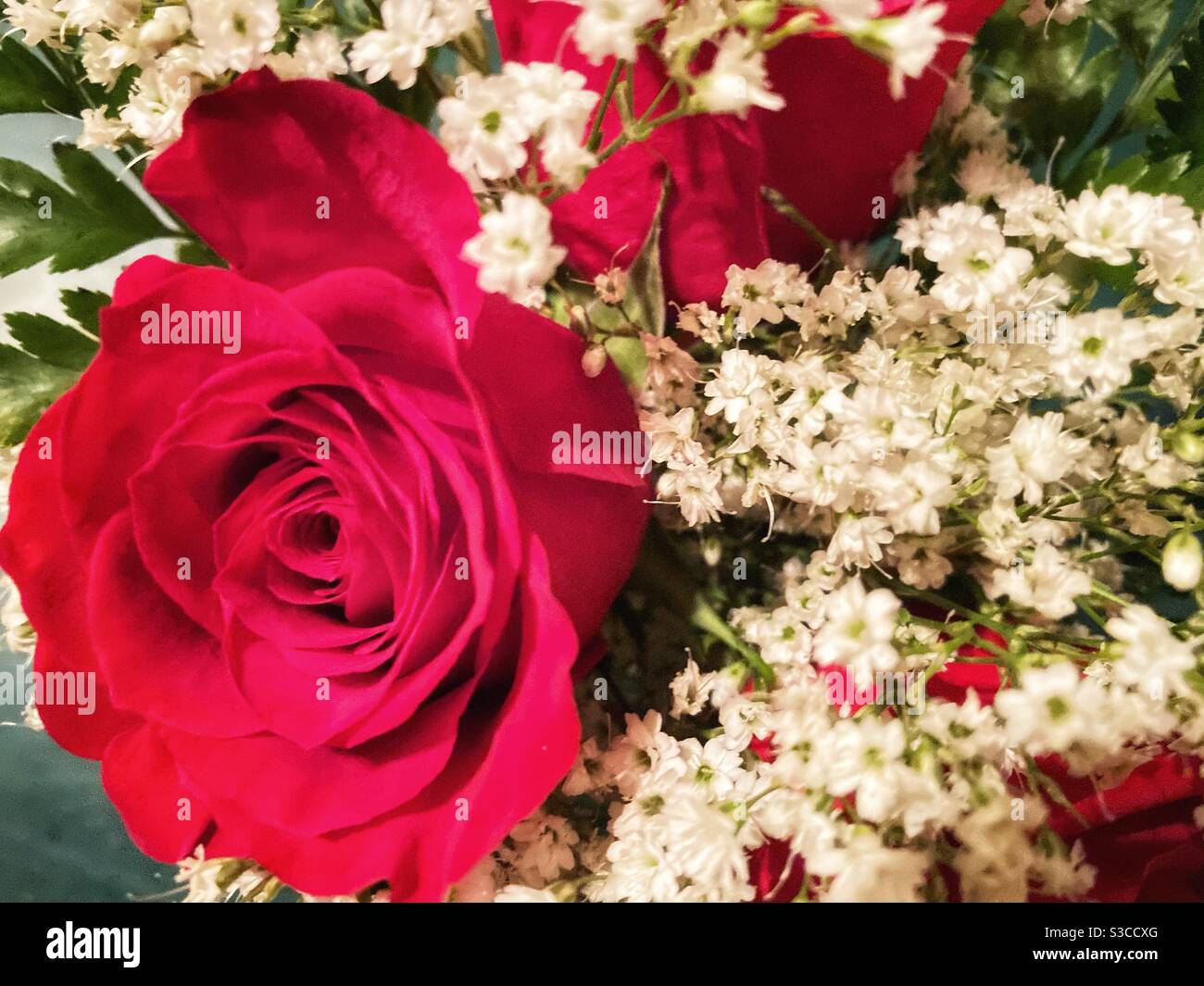 Red rose with babys breath hi-res stock photography and images - Alamy