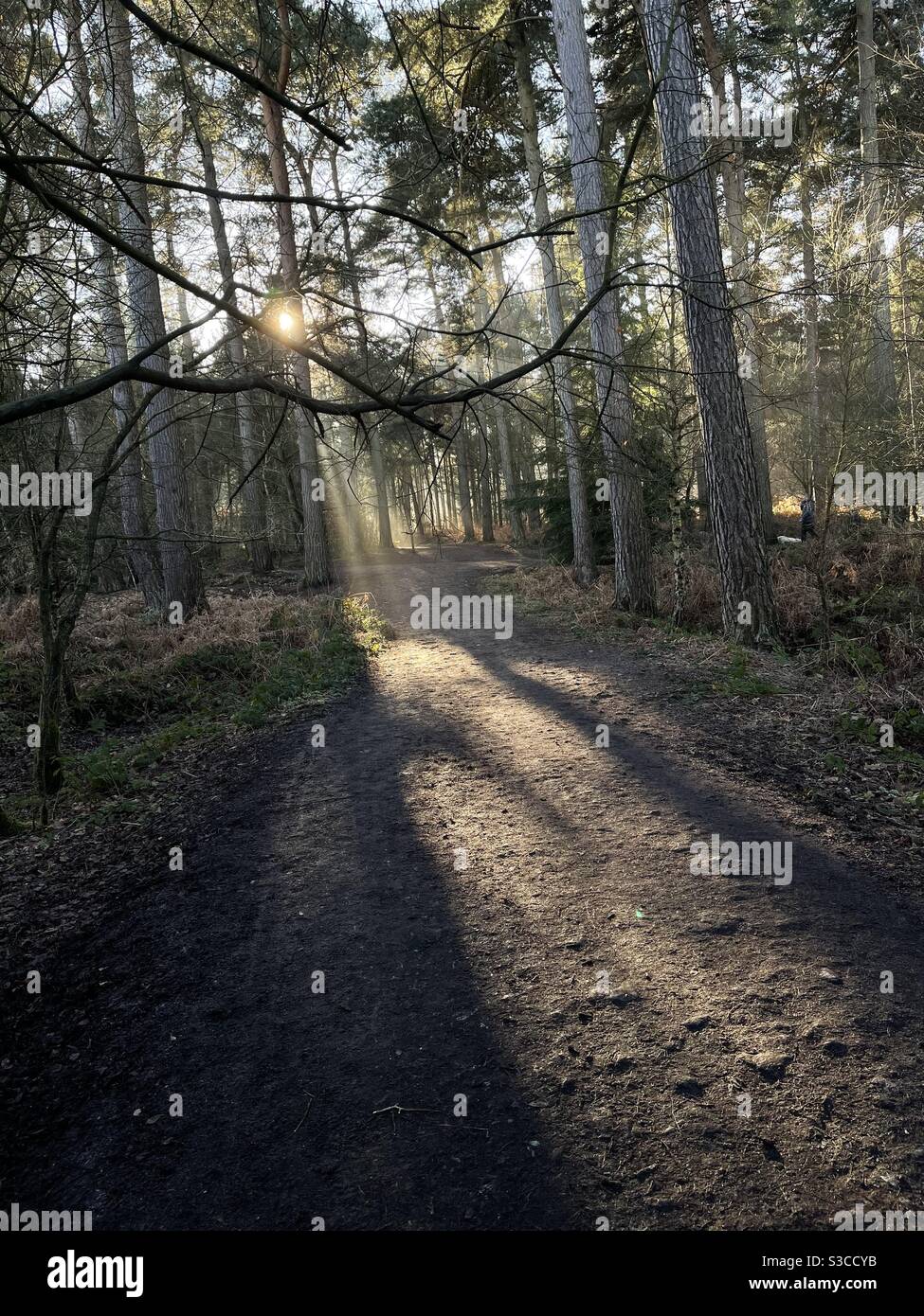 Delamere Forest Trees High Resolution Stock Photography and Images - Alamy