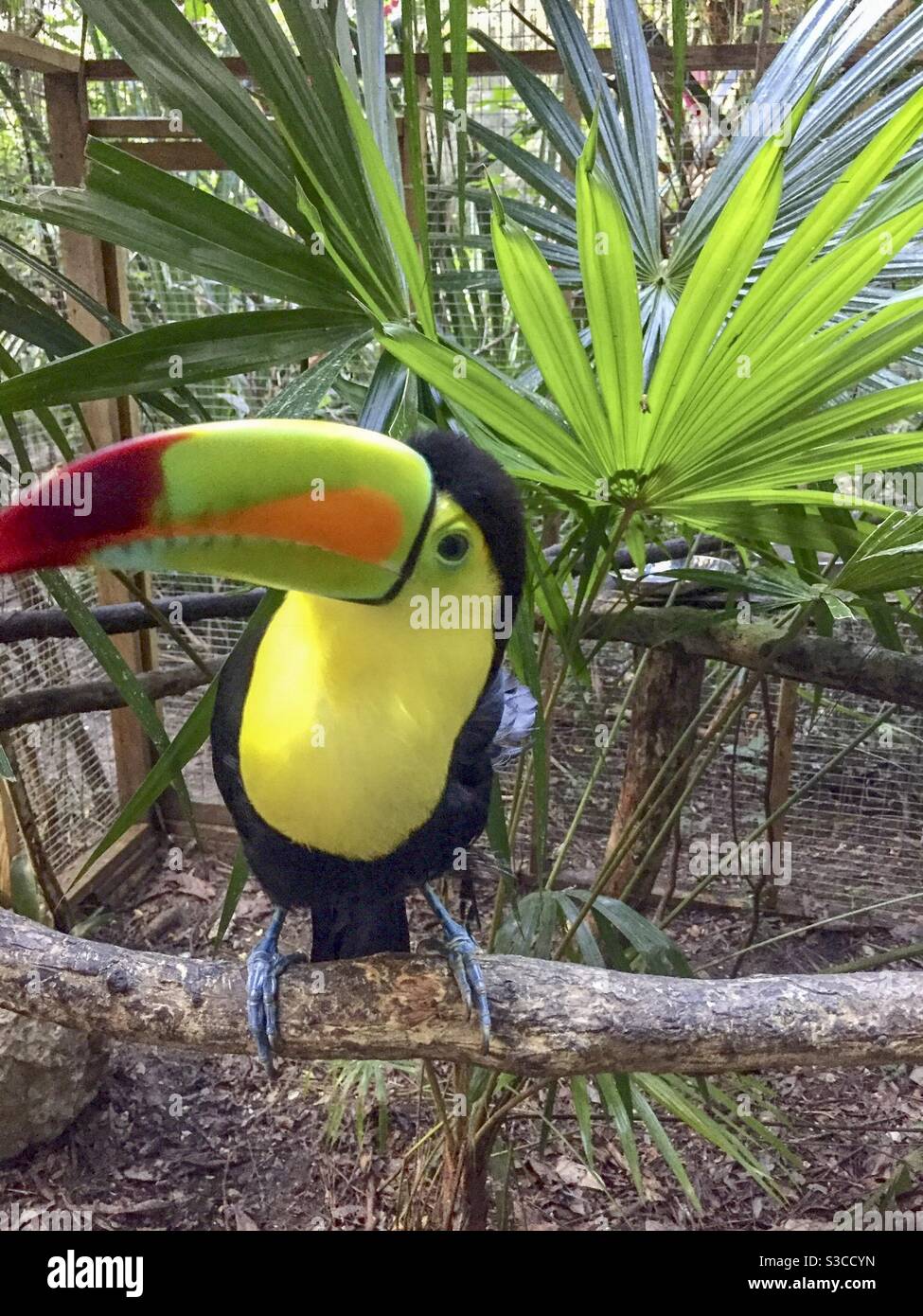 A keep-billed toucan, Ramphastos sulfuratus, rests on a perch inside a ...