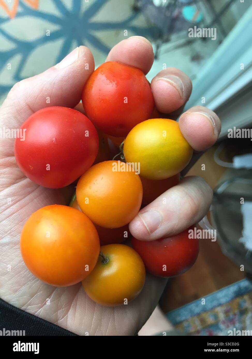 A woman holds a handful of organic heirloom cherry tomatoes freshly ...
