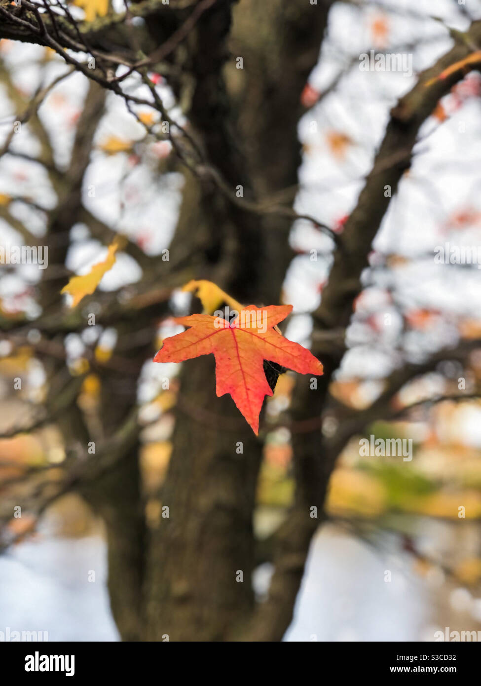 Orange autumn warmth hi-res stock photography and images - Alamy
