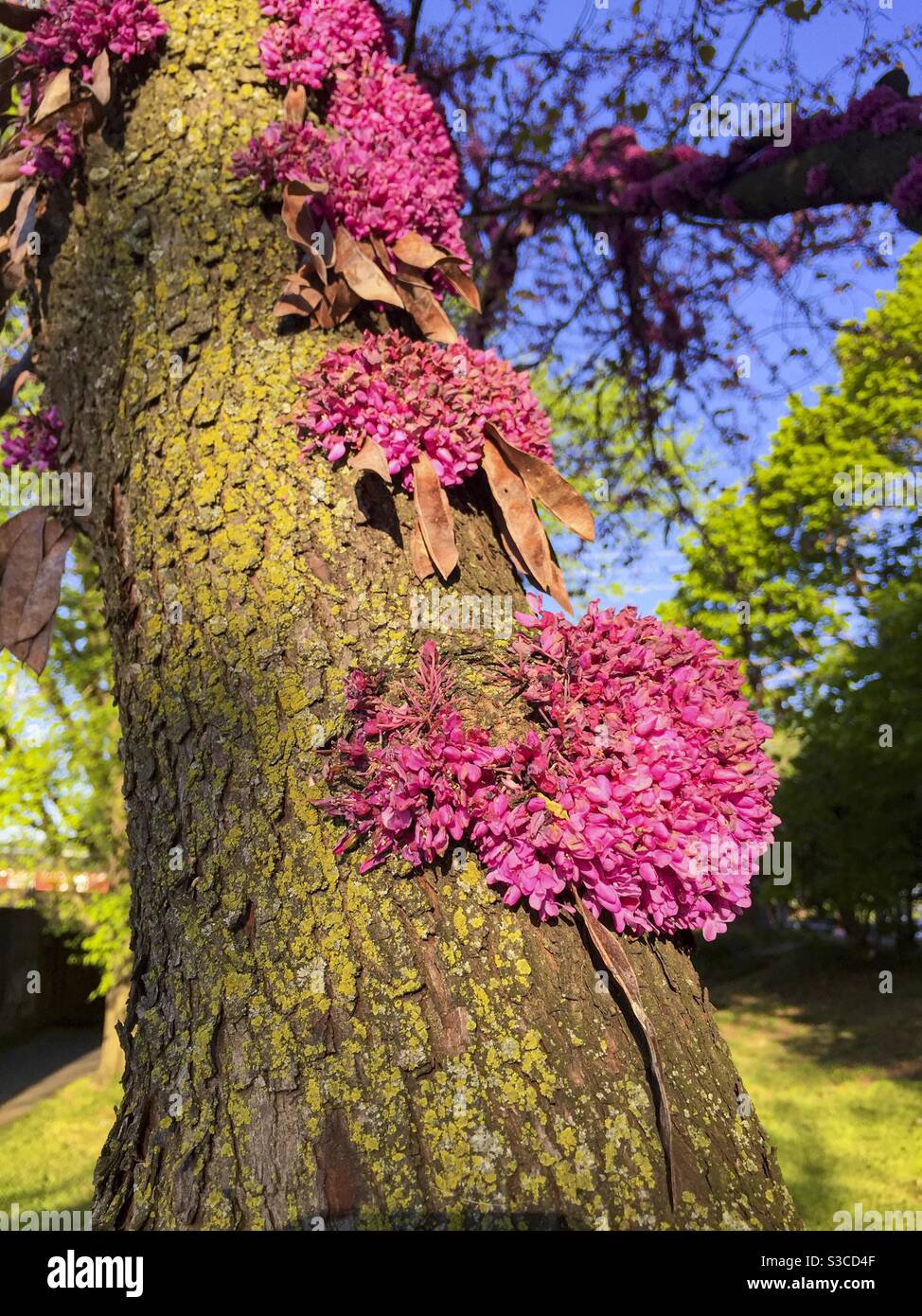 Pink flowers bloom from the trunk of a tree in Springtime Stock Photo ...