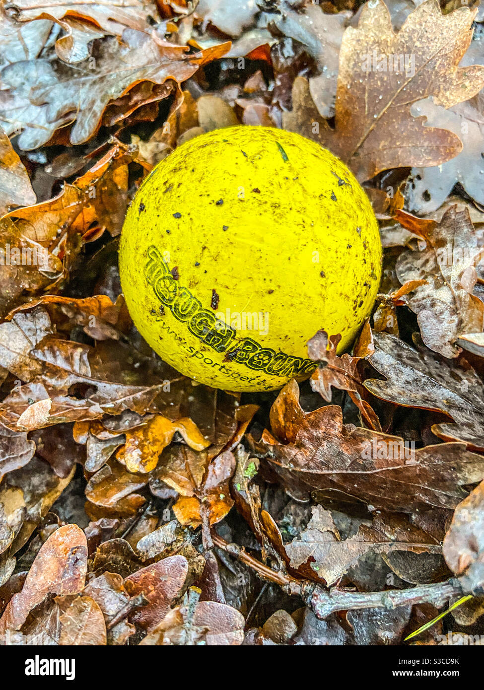 Random dog hi-res stock photography and images - Alamy