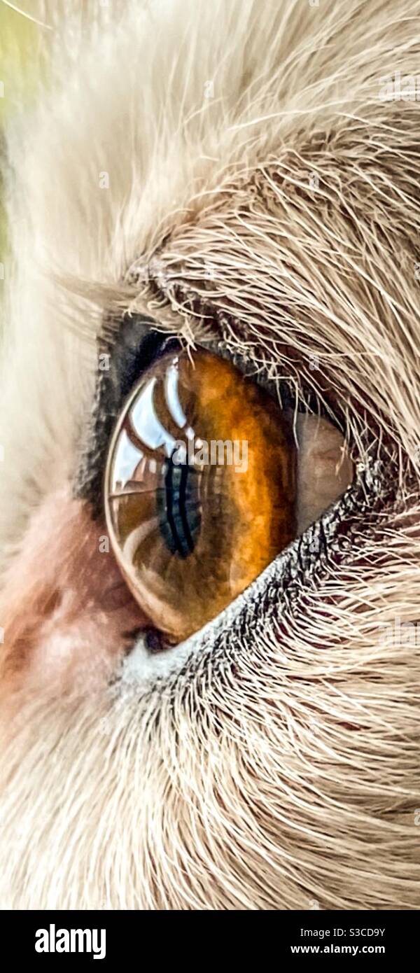 Dogs Eye View High Resolution Stock Photography and Images - Alamy