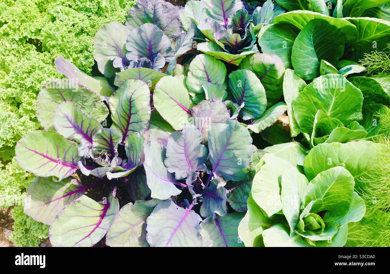 Home grown allotment greens green vegetable hi-res stock photography ...