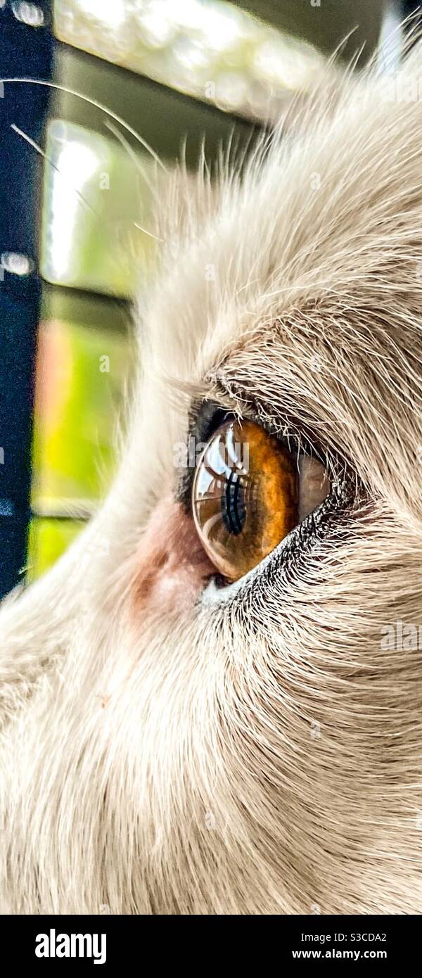 Dogs Eye View High Resolution Stock Photography and Images - Alamy