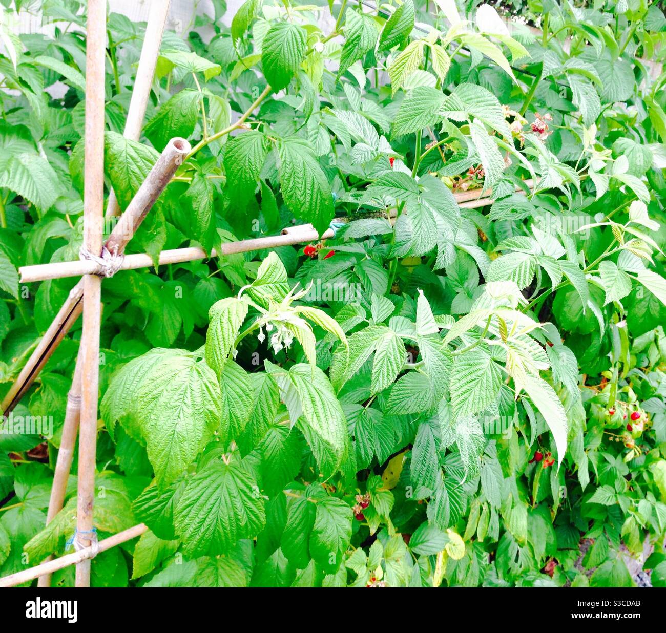 Raspberry canes hi-res stock photography and images - Alamy