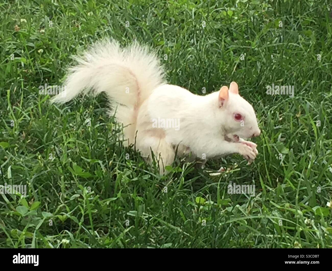An albino squirrel foraging in the grass Stock Photo - Alamy