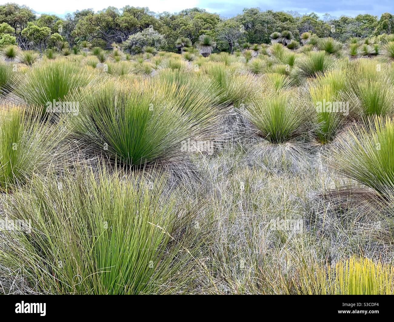 Balga hi-res stock photography and images - Alamy