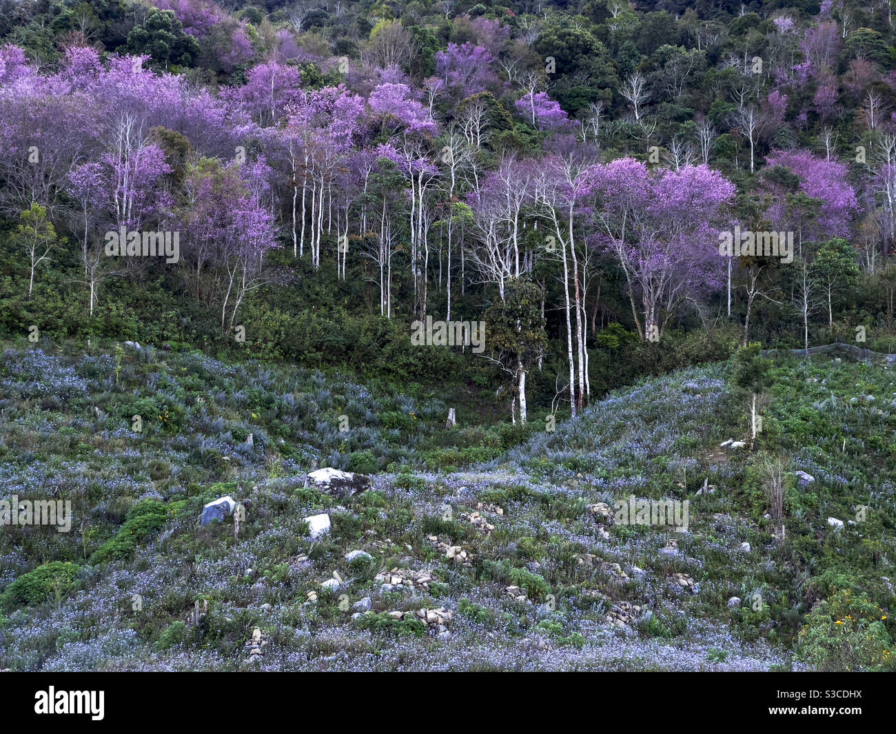 cherry blossom forest Stock Photo - Alamy