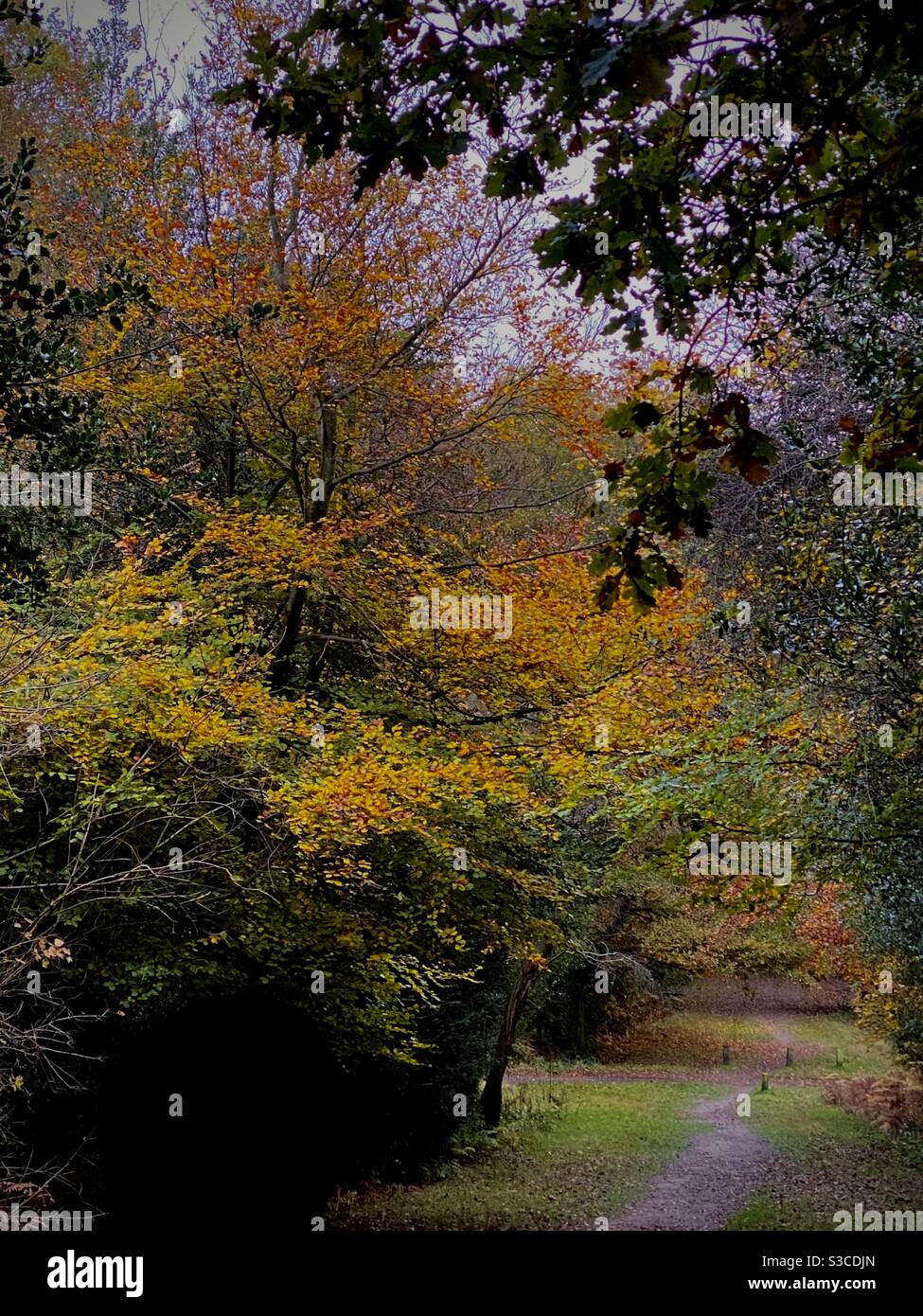 Kent lane autumn hi-res stock photography and images - Alamy
