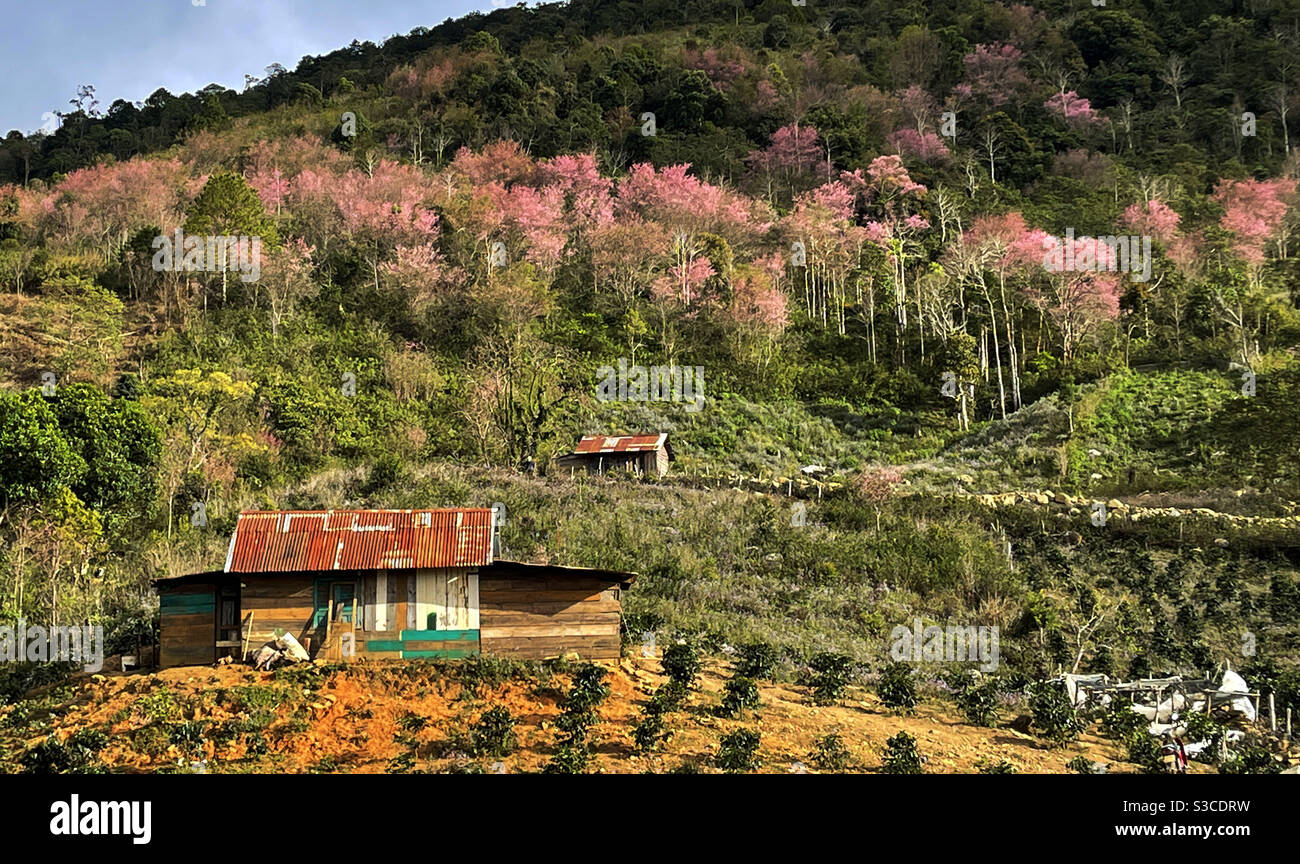 house in cherry blossom forest Stock Photo - Alamy