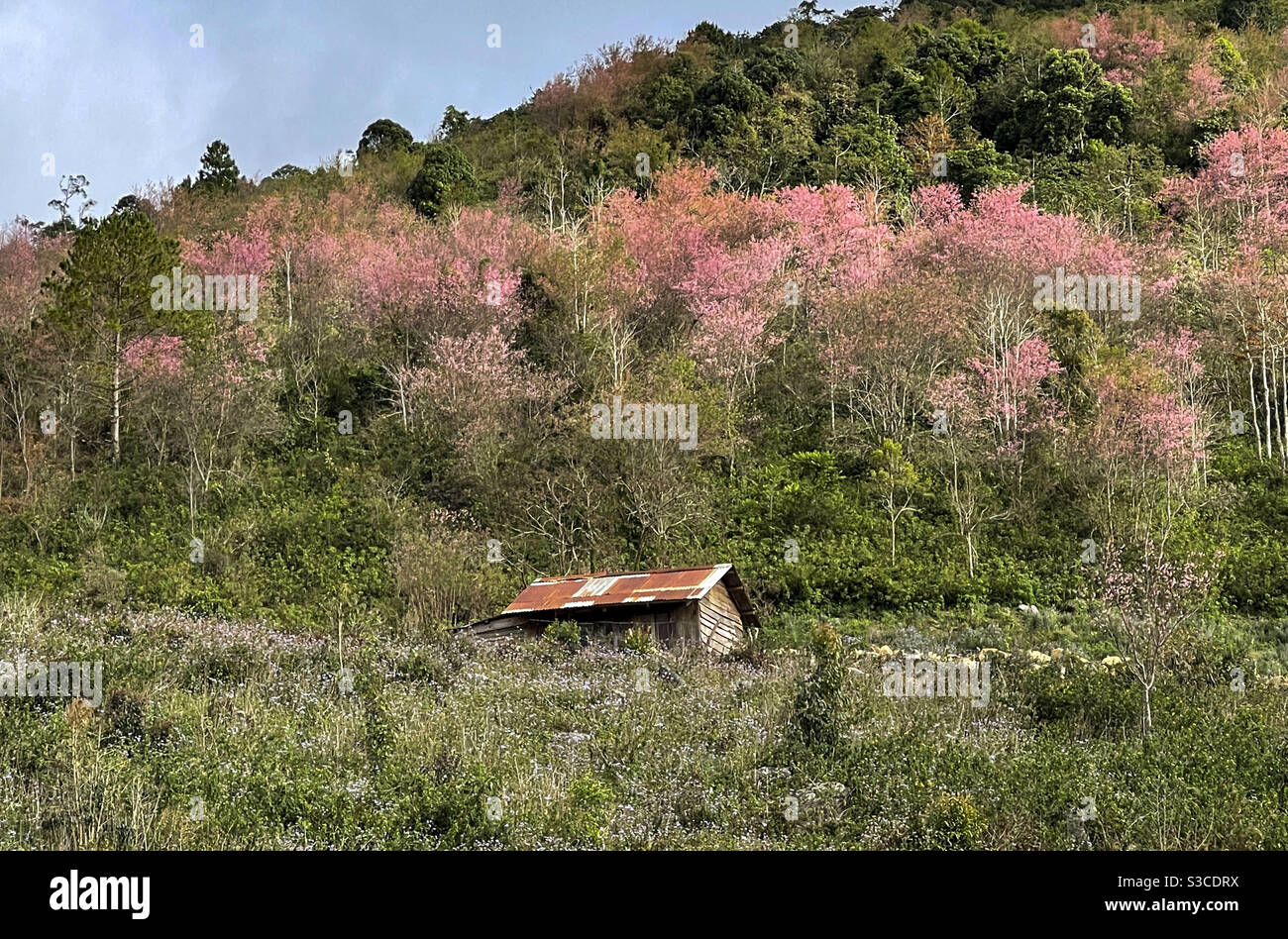 house in cherry blossom forest Stock Photo - Alamy