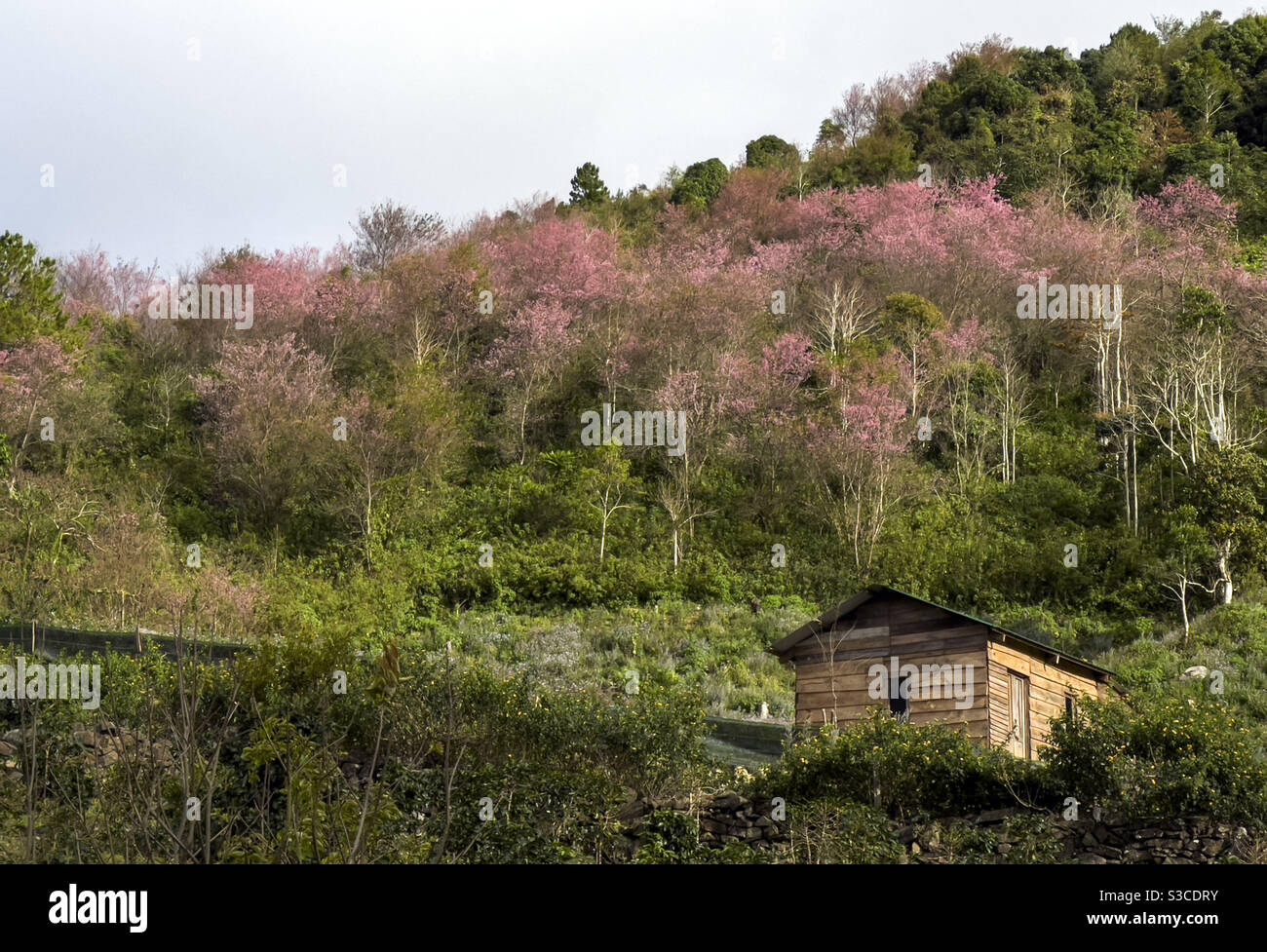 house in cherry blossom forest Stock Photo - Alamy