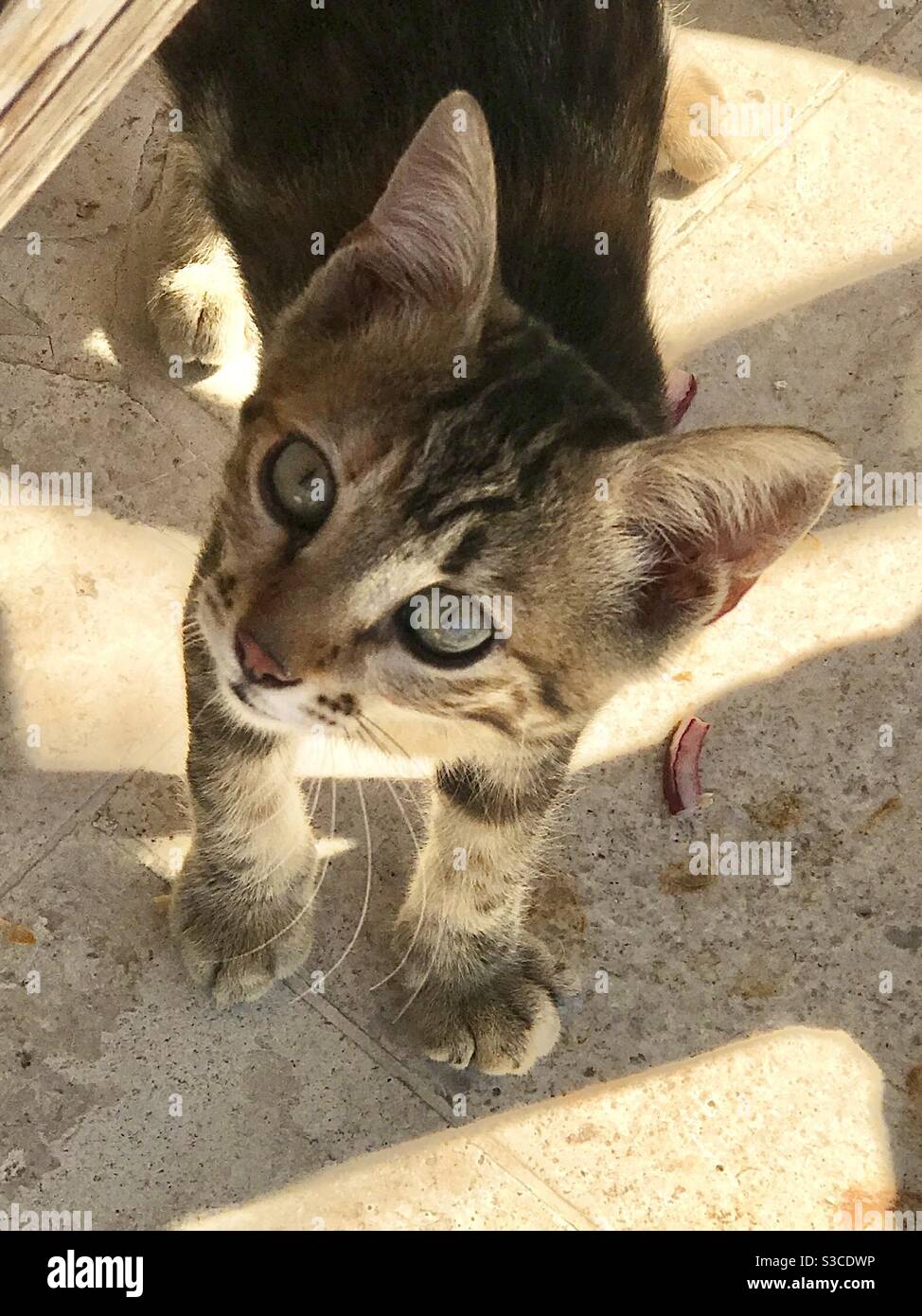 Dappled cat hi-res stock photography and images - Alamy