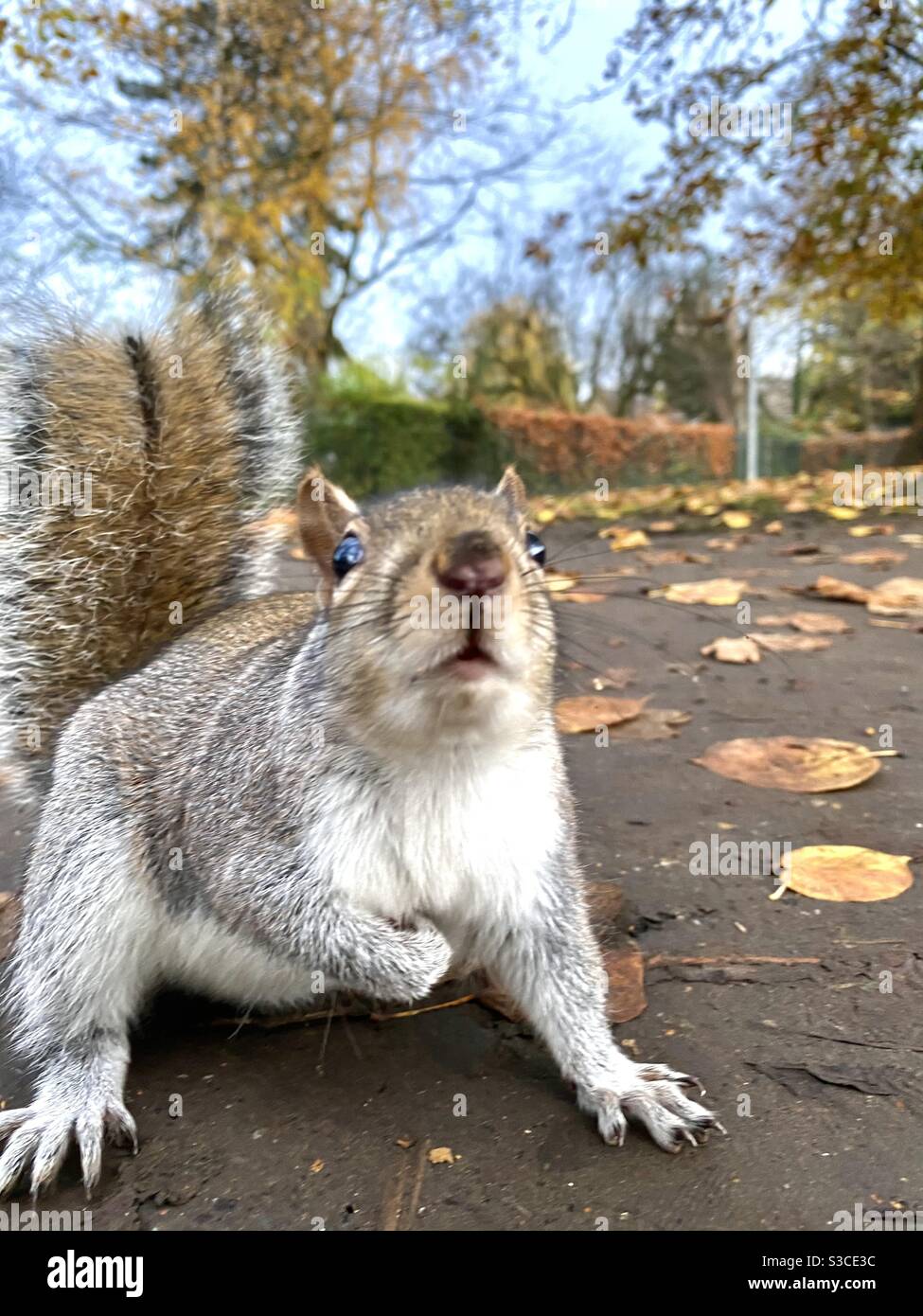 Half tail hi-res stock photography and images - Alamy