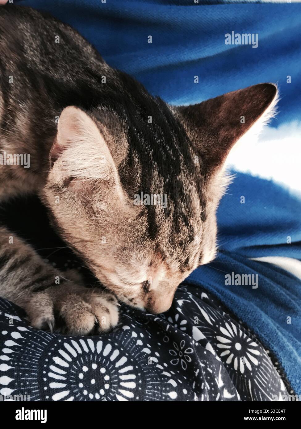 Sweet little stray brown and black cat on mans’s leg Stock Photo - Alamy