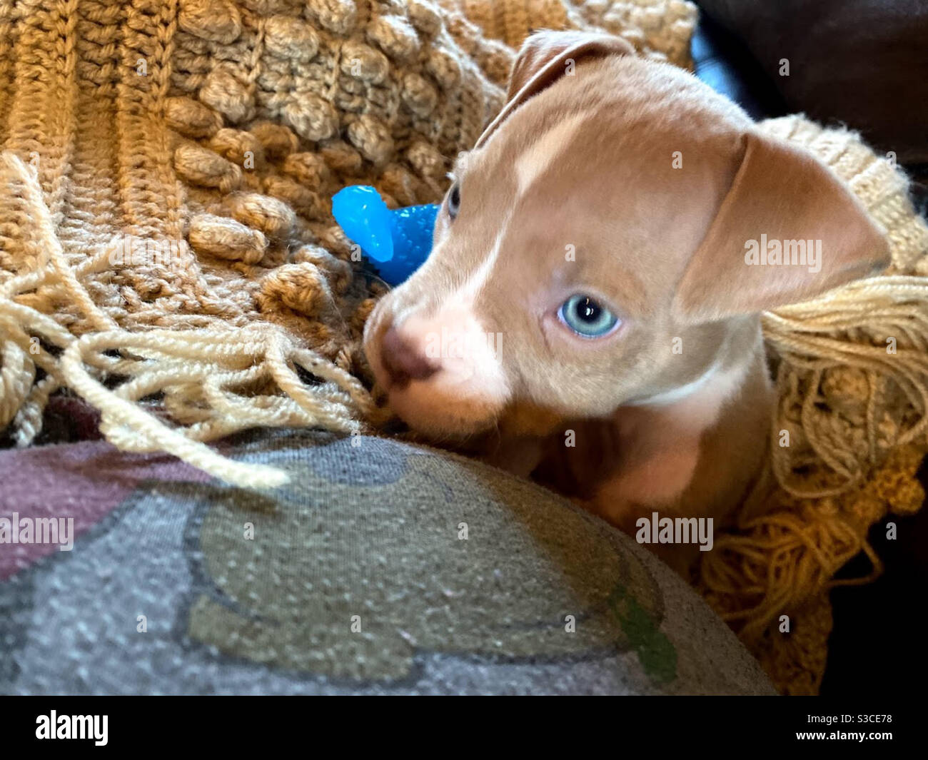 Blue Pitbull Puppy With Blue Eyes