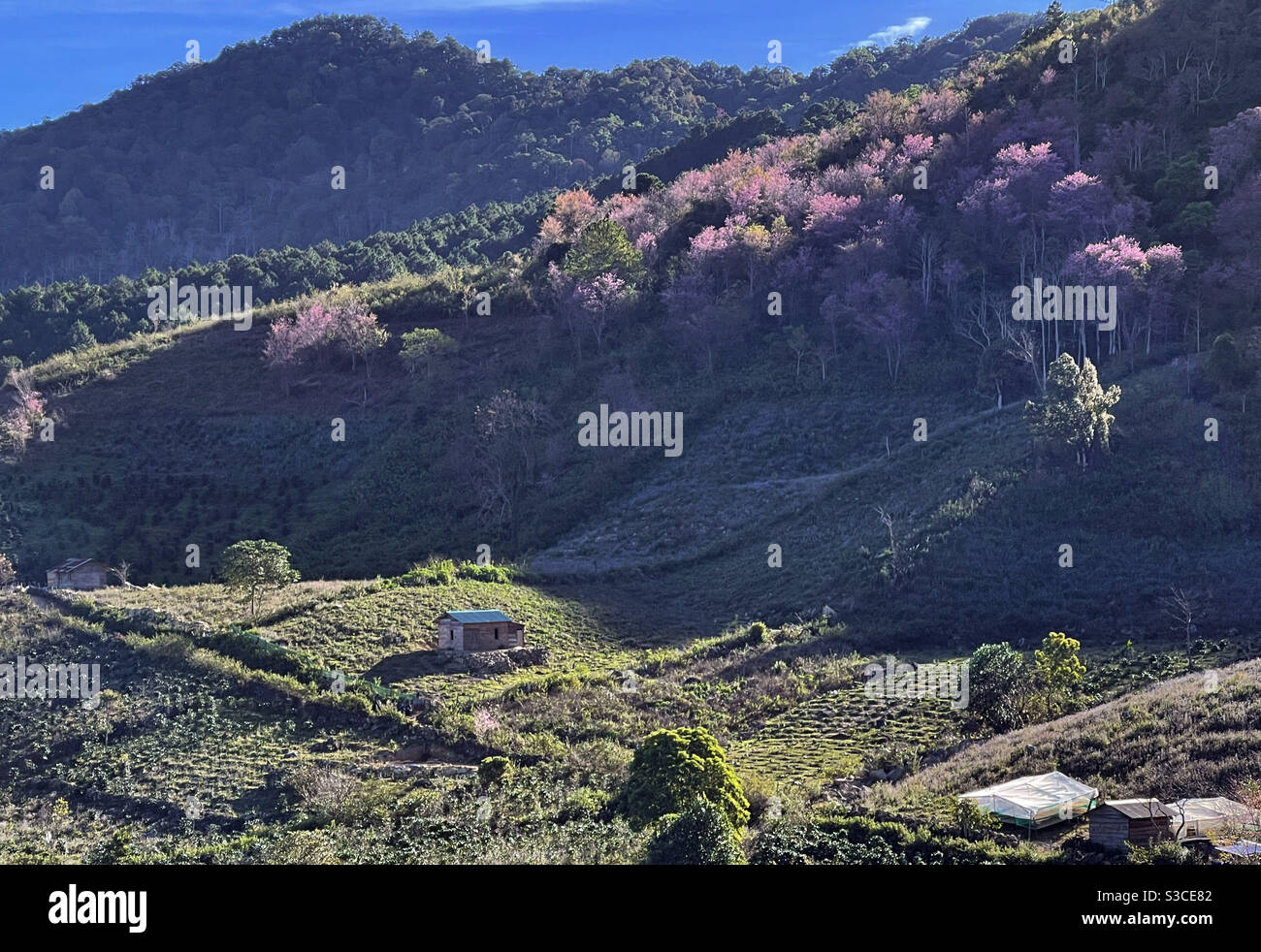 house in cherry blossom forest Stock Photo - Alamy