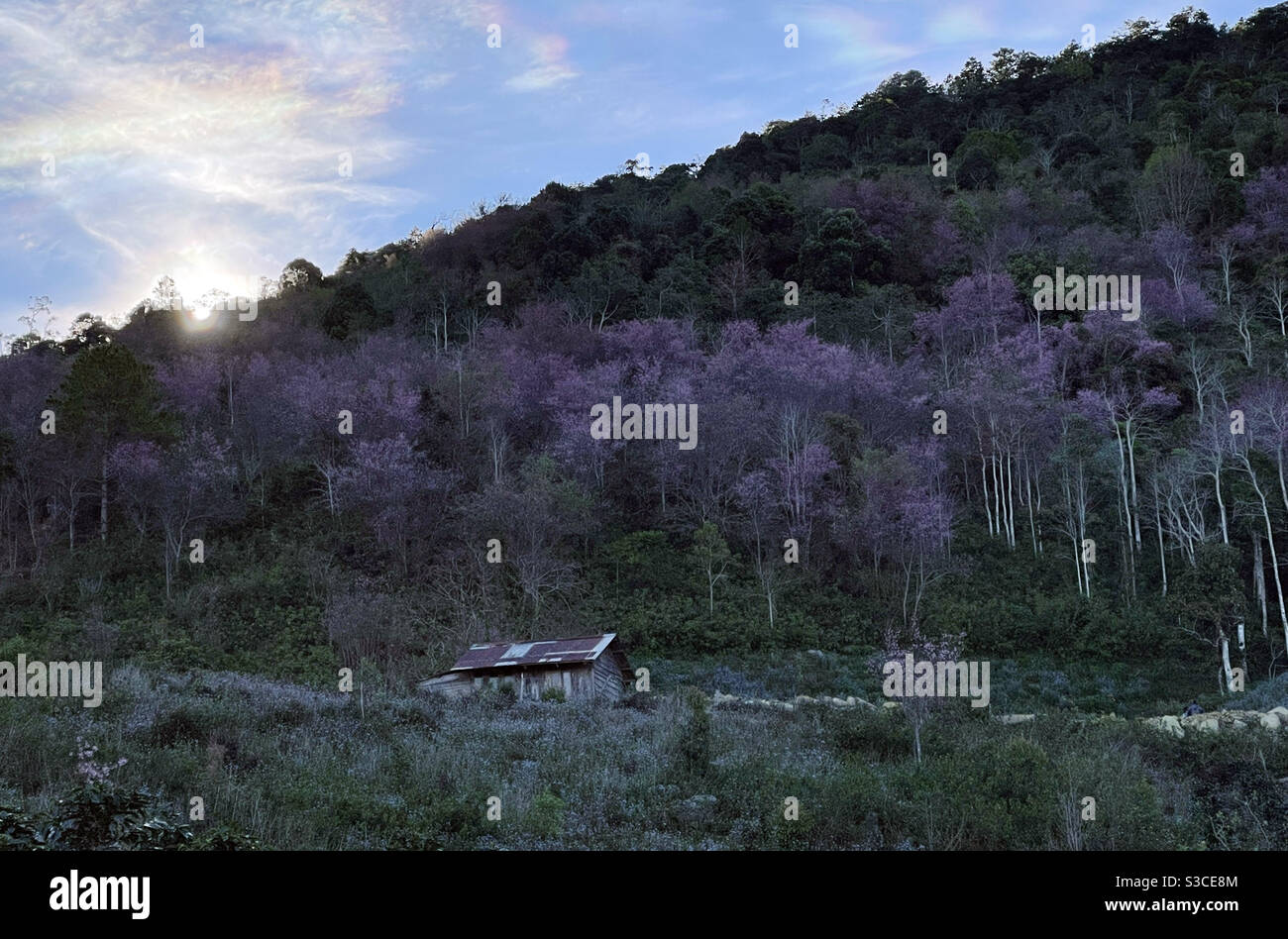 house in cherry blossom forest Stock Photo - Alamy