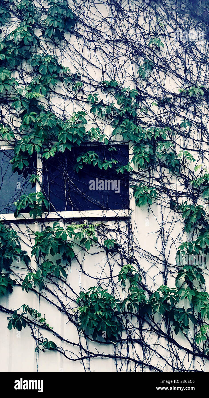 Crawling vines hi-res stock photography and images - Alamy