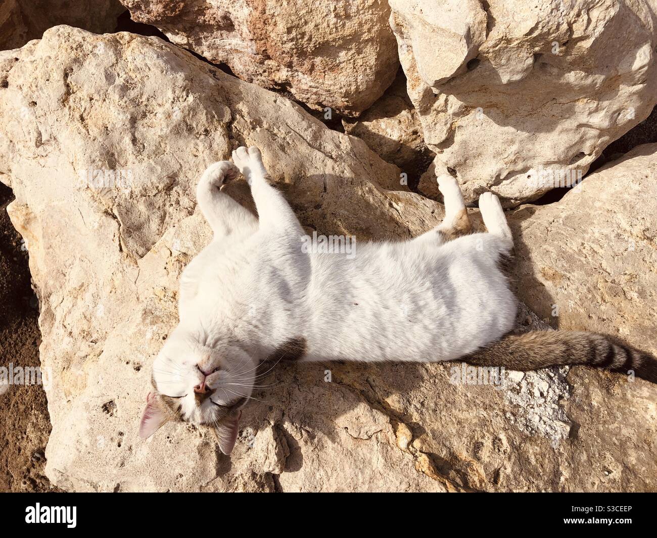 Cat on the rocks hi-res stock photography and images - Alamy