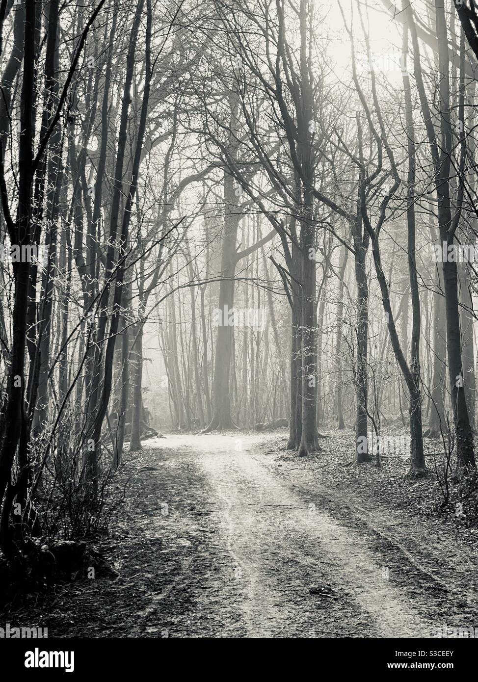 Winter winter winter winter forrest hi-res stock photography and images ...