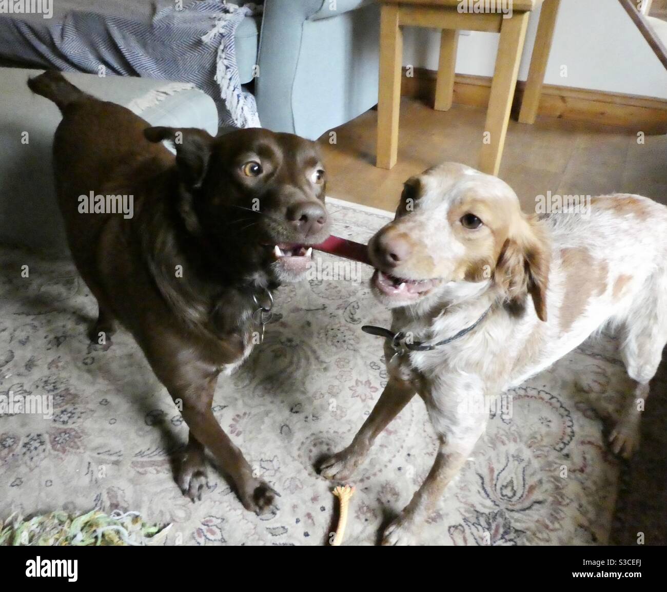 Fighting over toy hi-res stock photography and images - Alamy