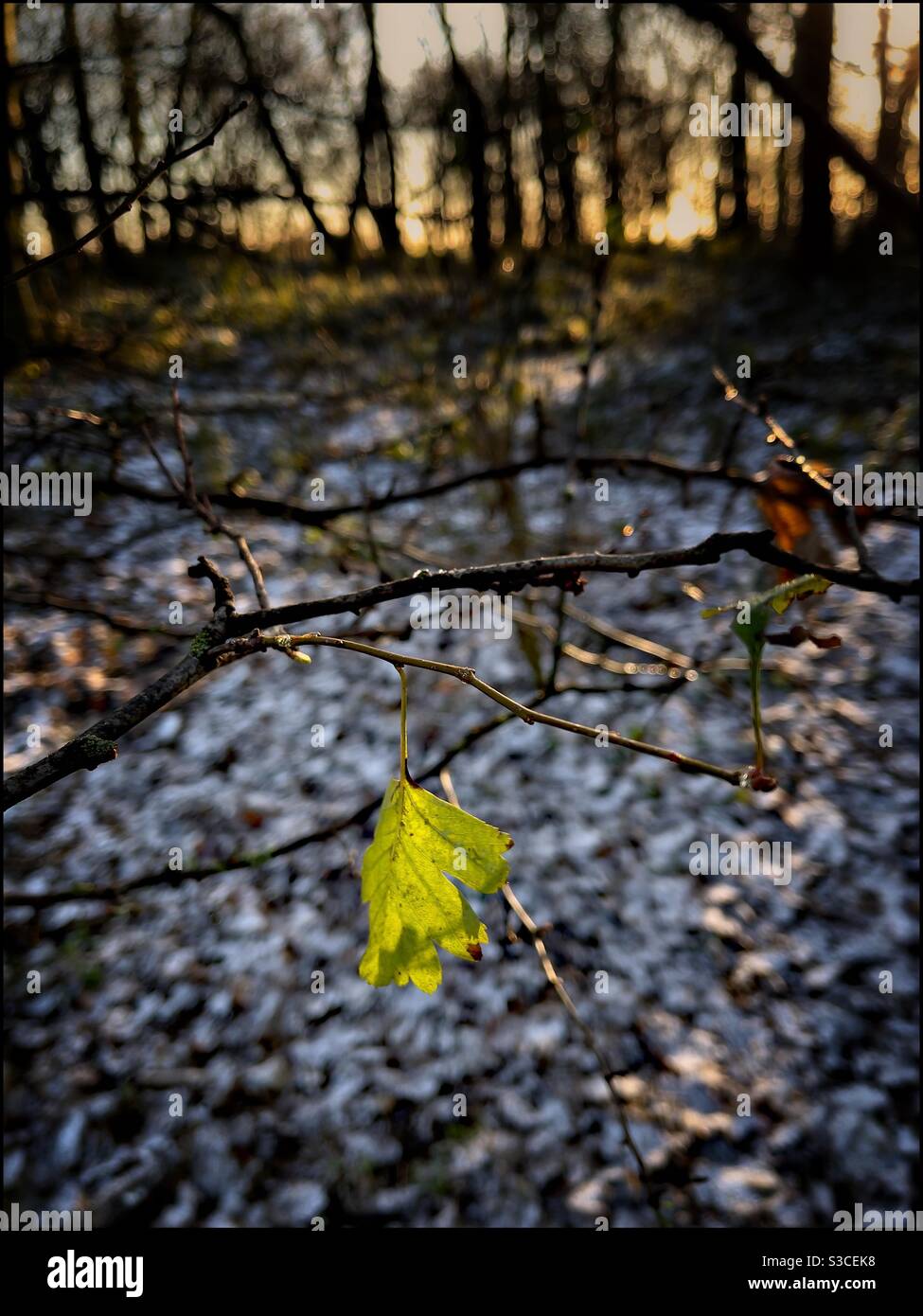 Persistent leaf hi-res stock photography and images - Alamy