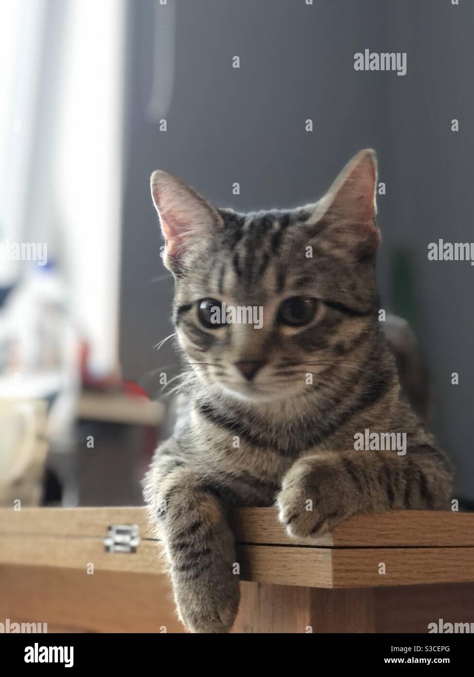 Cat on the table hi-res stock photography and images - Alamy