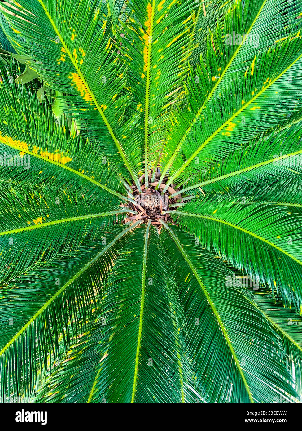 Cycas Circinalis High Resolution Stock Photography and Images - Alamy
