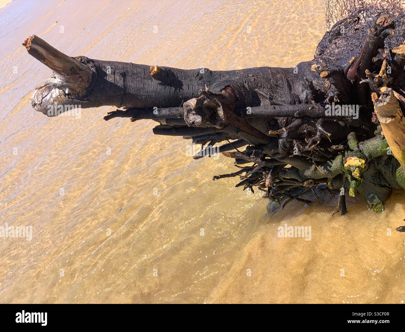 Tree roots on the beach Stock Photo - Alamy