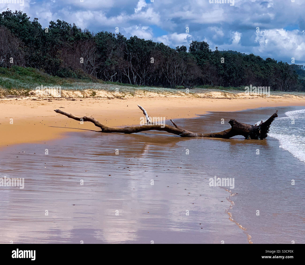 A fallen tree on the wet beach Stock Photo - Alamy