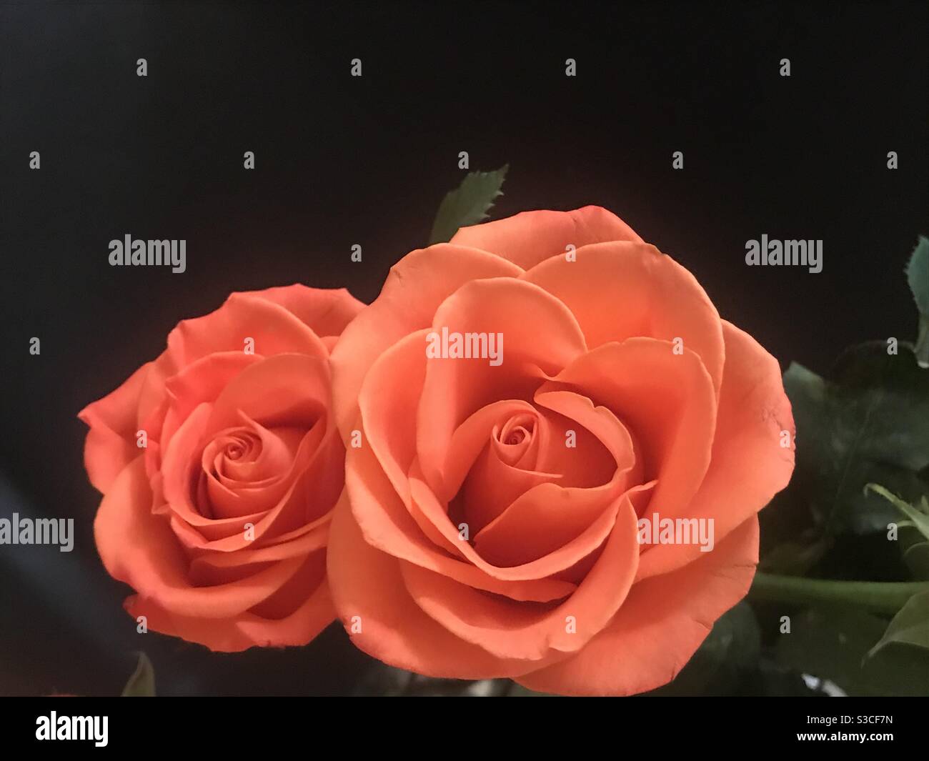 Salmon colored roses hi-res stock photography and images - Alamy