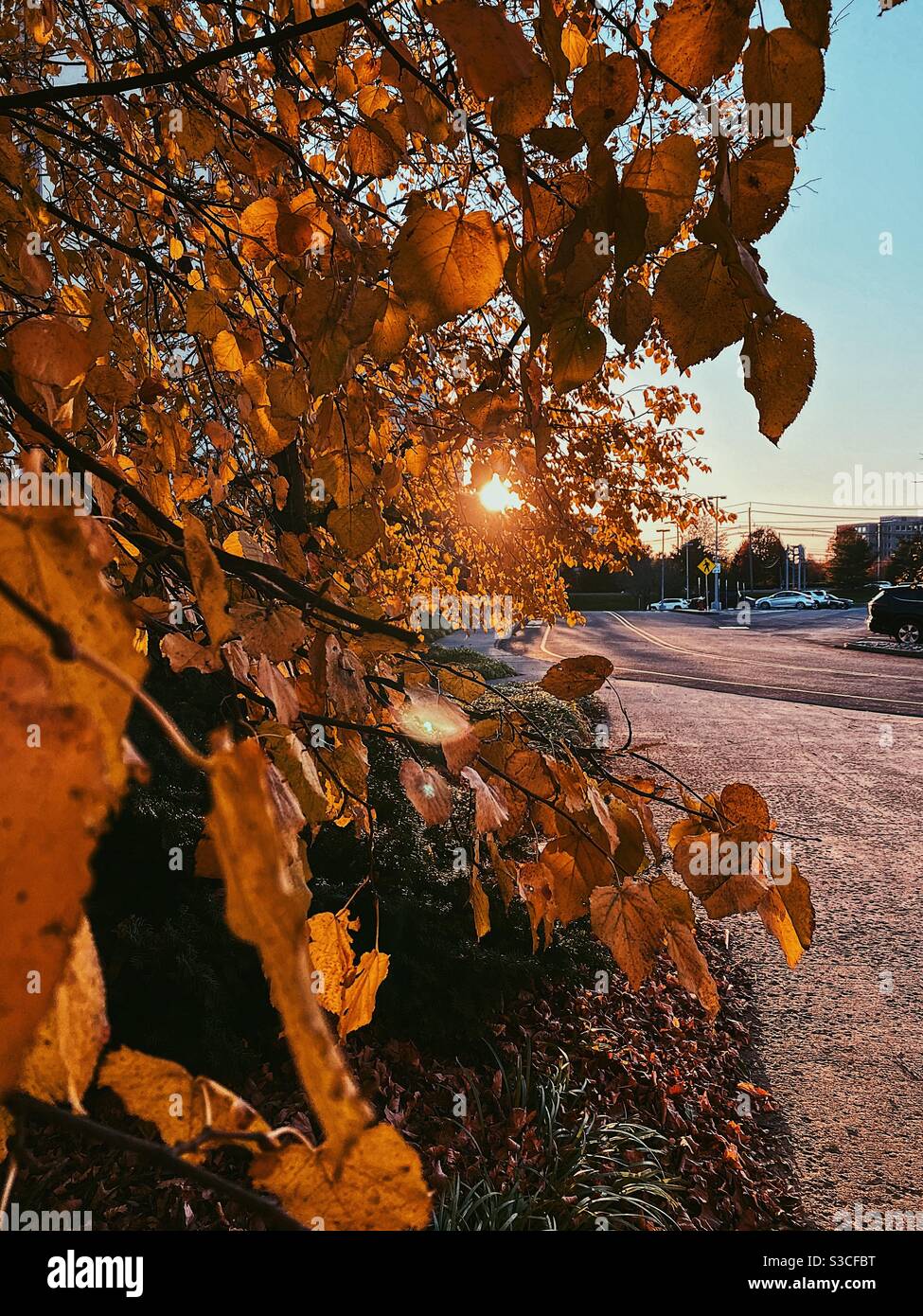 The leaves covering the sun right before the sun sets Stock Photo - Alamy